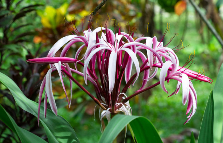 5 Beautiful Florida Lilies - Garden Lovers Club