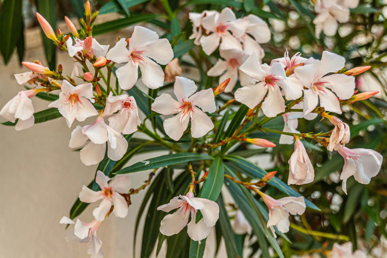 Dwarf Oleander Care: Tips on Growing Dwarf Oleander - Garden Lovers Club