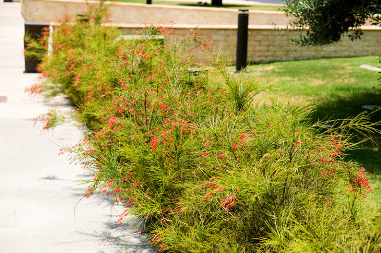 Growing Firecracker Plants (Coral Plant) - Garden Lovers Club