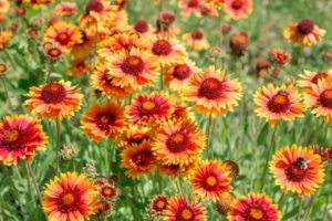 Different Types of Gaillardia (Blanket Flower) - Garden Lovers Club