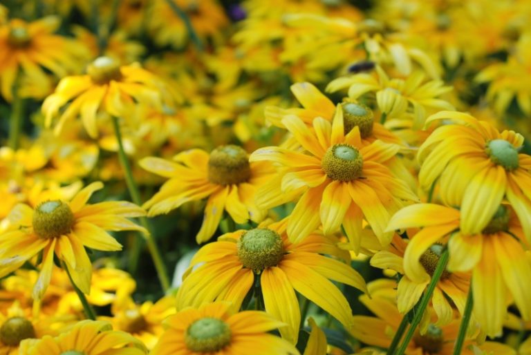 11 Different Types of Black-Eyed Susan (Rudbeckia) - Garden Lovers Club