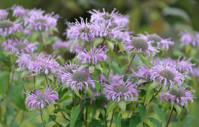 12 Favorite Perennials for Hummingbirds - Garden Lovers Club