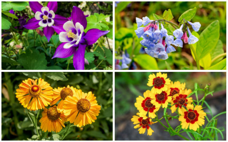 10 Perfect Oregon Perennials - Garden Lovers Club