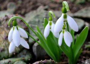 Growing Guide: Tips for Growing Snowdrops - Garden Lovers Club