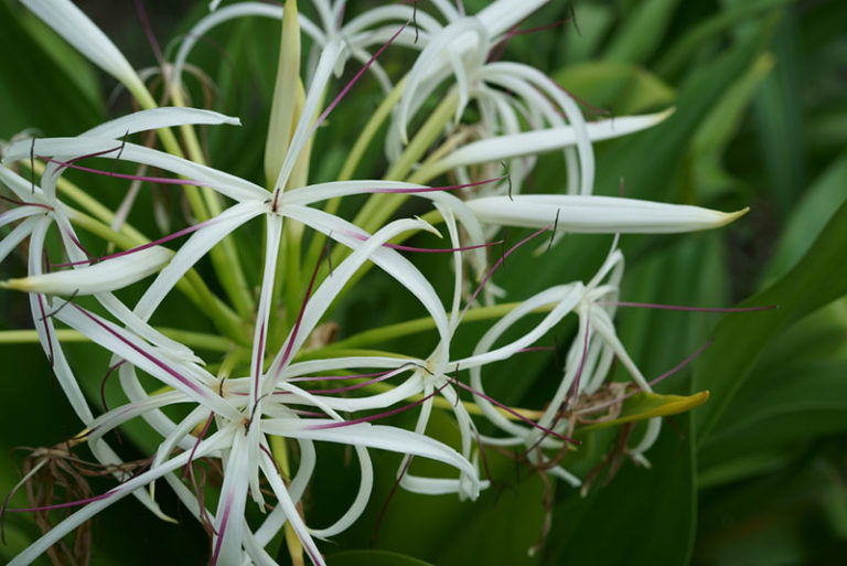 Growing Crinum Lily (Spider Lily) - Garden Lovers Club