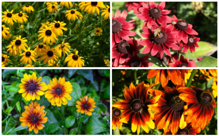 10 Black-Eyed Susan Companion Plants - Garden Lovers Club