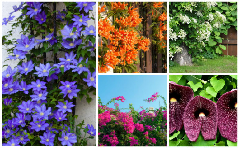 12 Fabulous Indiana Perennials - Garden Lovers Club