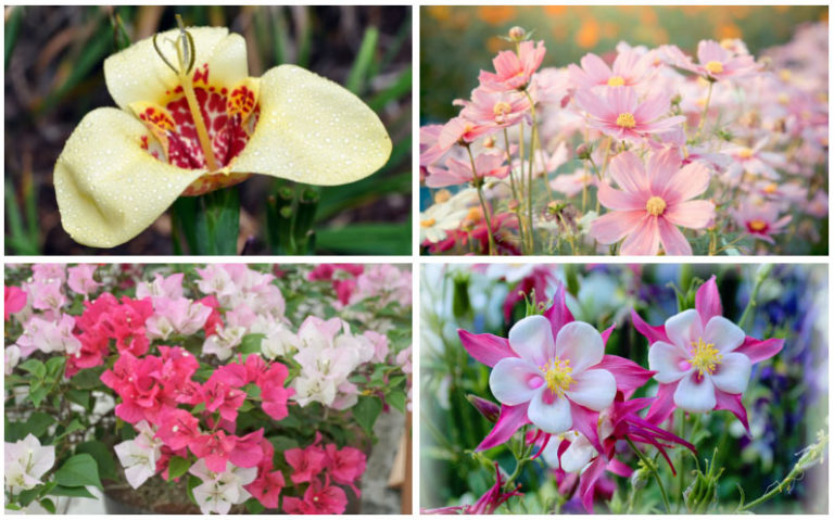 10 Best Border Perennials - Garden Lovers Club