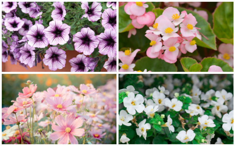 15 Fall Blooming Annuals You Must Plant - Garden Lovers Club