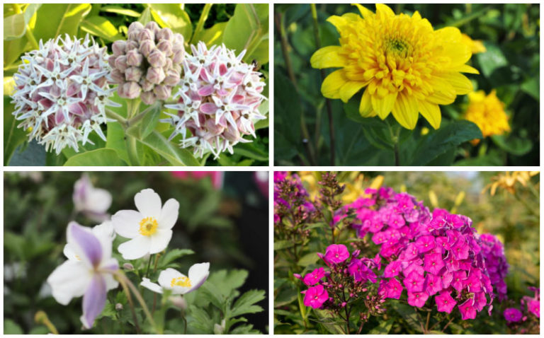 10 Best Washington Perennials (Photos and Growing Tips) - Garden Lovers ...