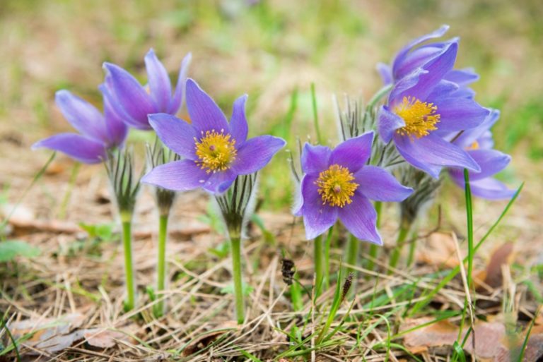 Growing Guide: Tips on Growing Pasque Flower (Pulsatilla Vulgaris ...