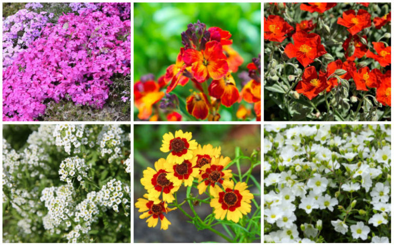 10 Best Washington Perennials (Photos and Growing Tips) - Garden Lovers ...