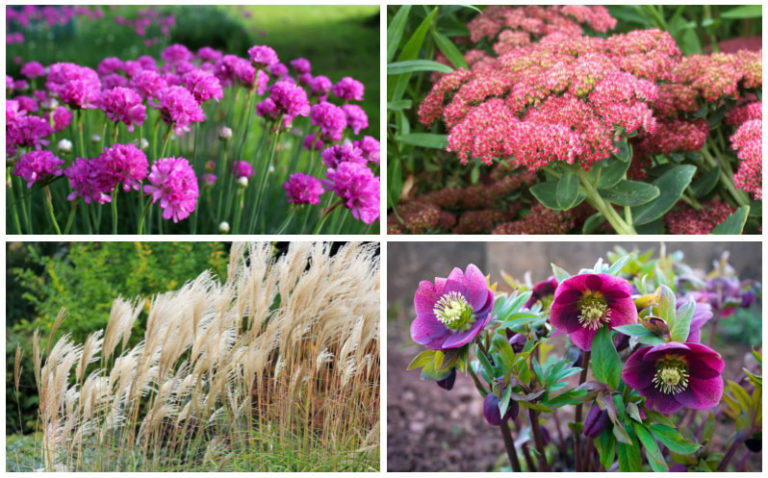 10 Best Washington Perennials (Photos and Growing Tips) - Garden Lovers ...