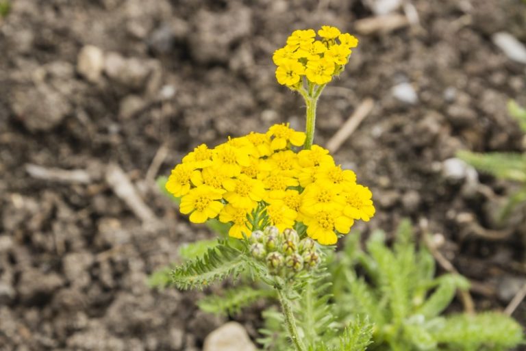 8 Different Types of Yarrow (Photos) - Garden Lovers Club