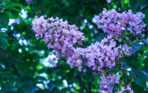 Different Types of Crape Myrtle (Photos) - Garden Lovers Club