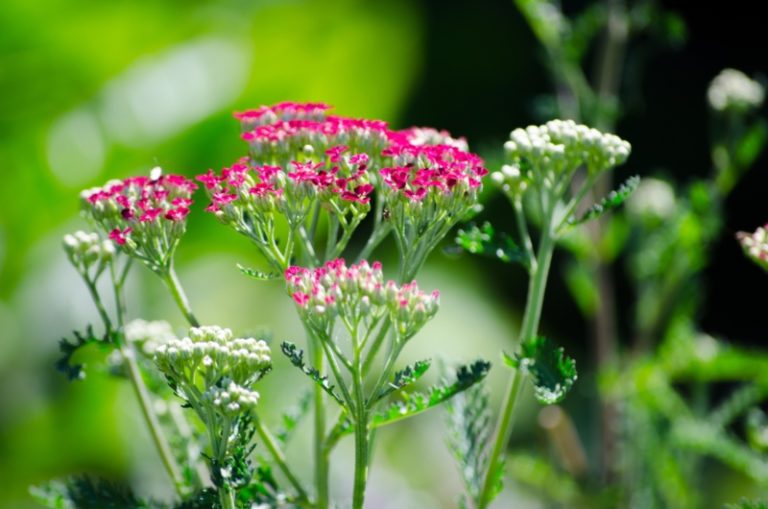 8 Different Types of Yarrow (Photos) - Garden Lovers Club