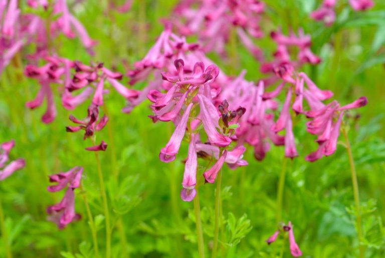 12 Different Types of Corydalis (Photos) - Garden Lovers Club