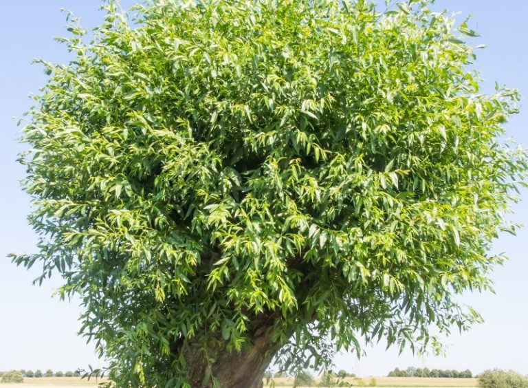 Different Types of Willow Trees - Garden Lovers Club
