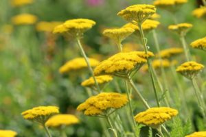 8 Different Types of Yarrow (Photos) - Garden Lovers Club