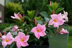 Different Types of Mandevilla (Photos) - Garden Lovers Club