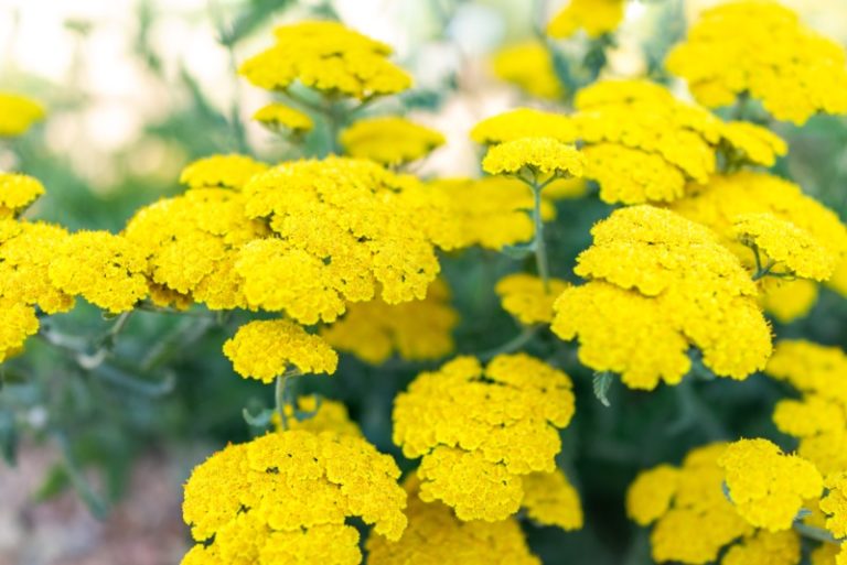 8 Different Types of Yarrow (Photos) - Garden Lovers Club