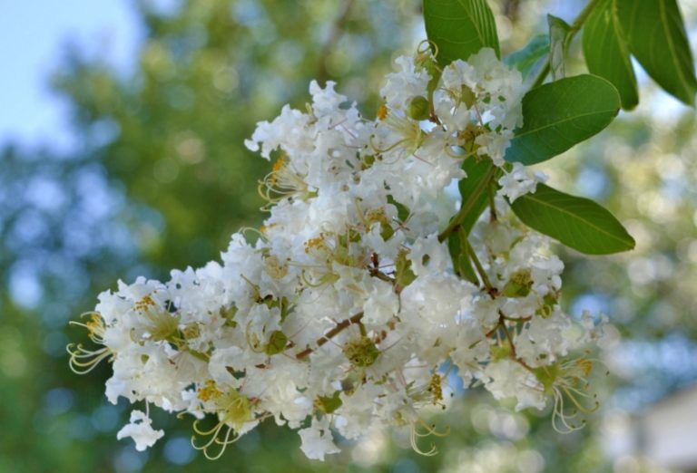 Different Types of Crape Myrtle (Photos) - Garden Lovers Club