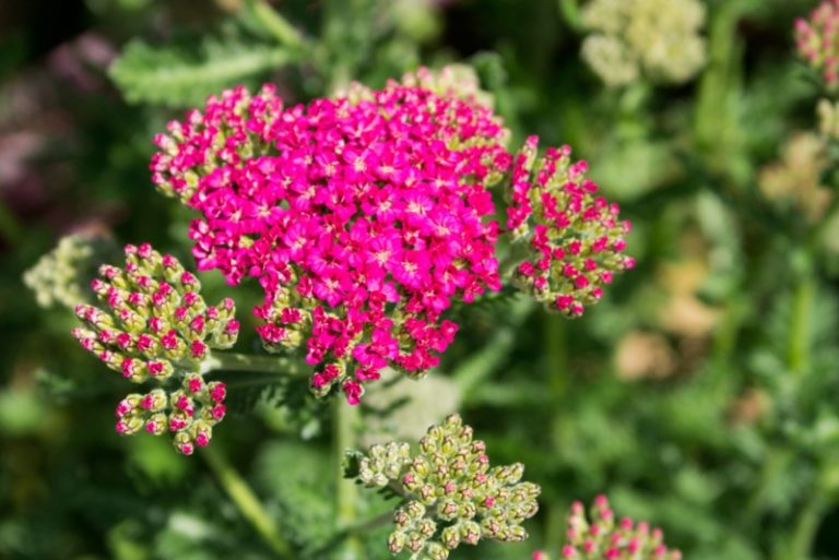 8 Different Types of Yarrow (Photos) - Garden Lovers Club