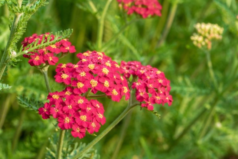 8 Different Types of Yarrow (Photos) - Garden Lovers Club