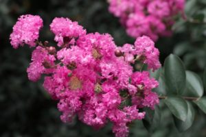 Different Types of Crape Myrtle (Photos) - Garden Lovers Club