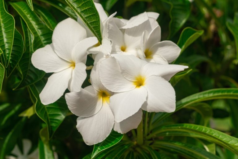 5 Different Types of Plumeria (Photos) - Garden Lovers Club