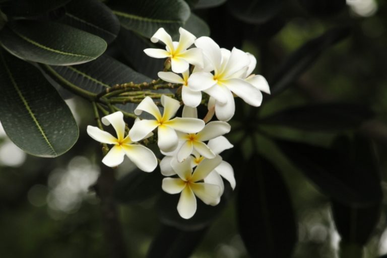 5 Different Types of Plumeria (Photos) - Garden Lovers Club