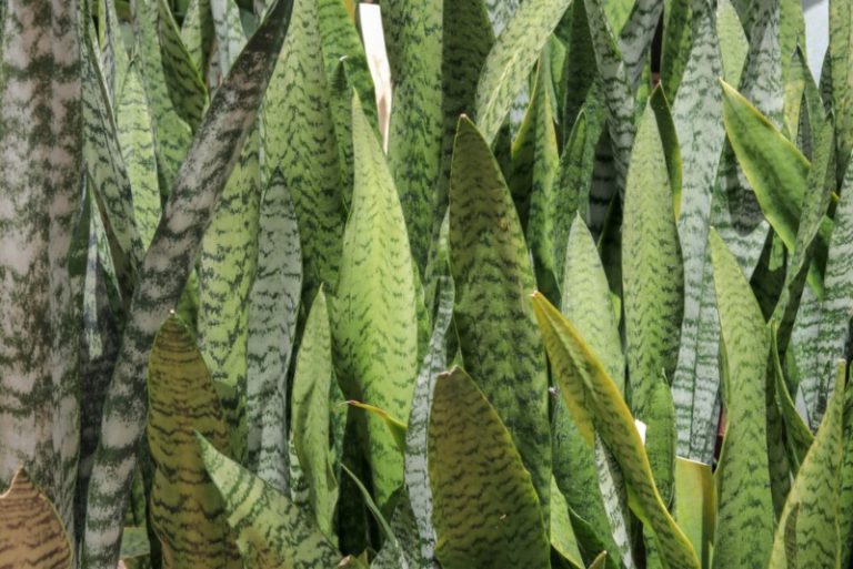 12 Different Types of Snake Plants - Garden Lovers Club