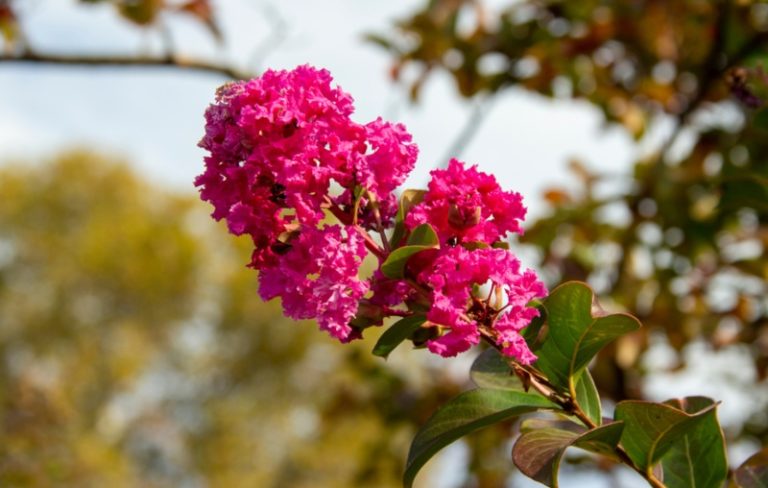 Different Types of Crape Myrtle (Photos) - Garden Lovers Club