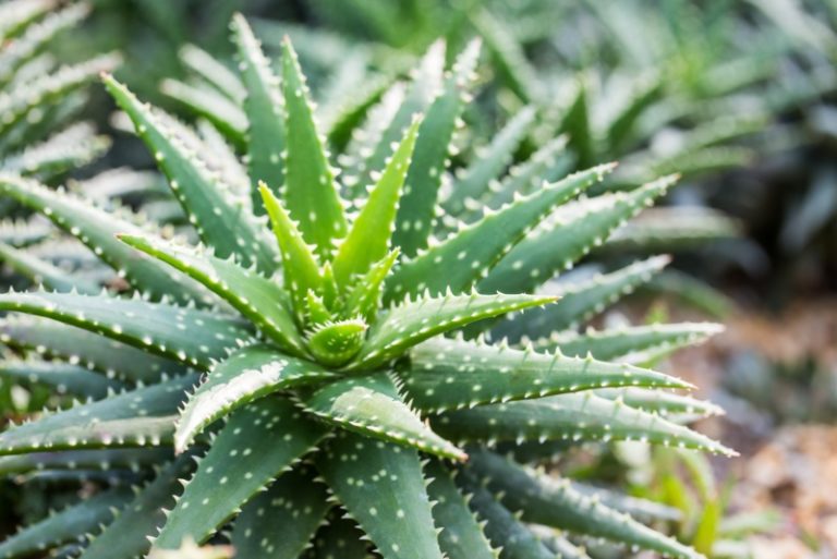 20 Different Types of Aloe Plants - Garden Lovers Club