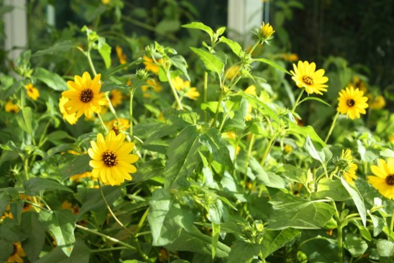 Growing Beach Sunflower (Helianthus debilis) - Garden Lovers Club