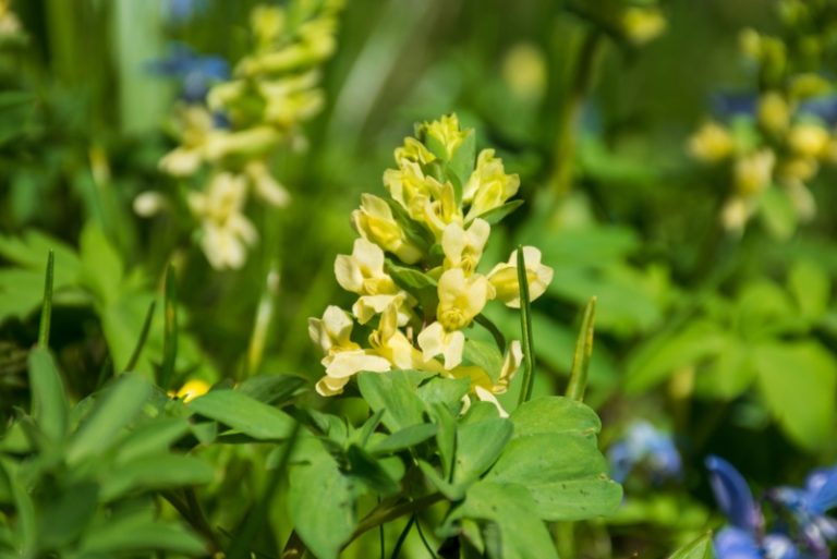 12 Different Types of Corydalis (Photos) - Garden Lovers Club