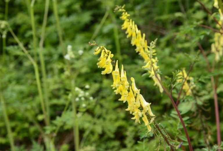 12 Different Types of Corydalis (Photos) - Garden Lovers Club