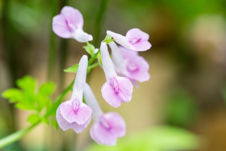 12 Different Types of Corydalis (Photos) - Garden Lovers Club