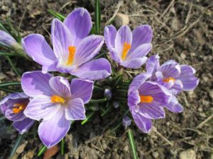 Growing Guide: Tips for Growing Crocus - Garden Lovers Club