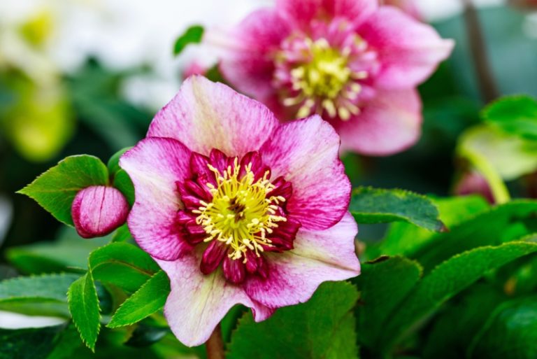 Tips on Growing Hellebore (Care Guide) - Garden Lovers Club