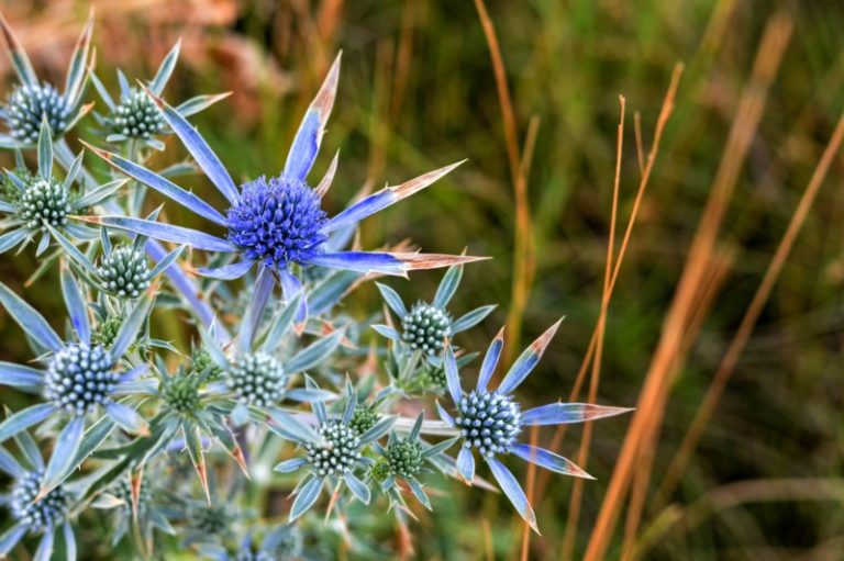 10 Different Types of Sea Holly - Garden Lovers Club