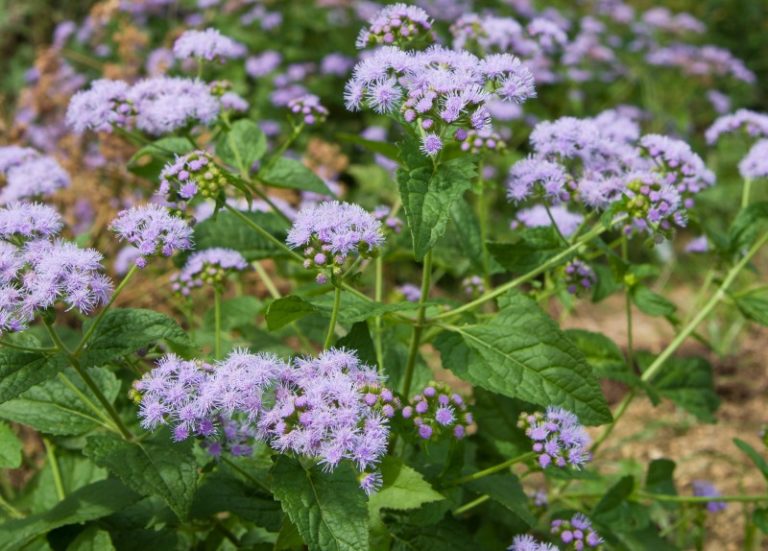 Growing Blue Mistflower (Conoclinium coelestinum) - Garden Lovers Club