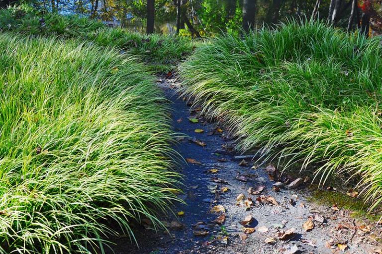 Growing Prairie Dropseed (Sporobolus Heterolepis) - Garden Lovers Club