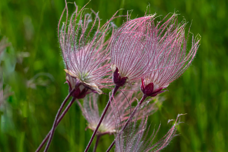 15 Low Maintenance Flowers You Can't Kill - Garden Lovers Club