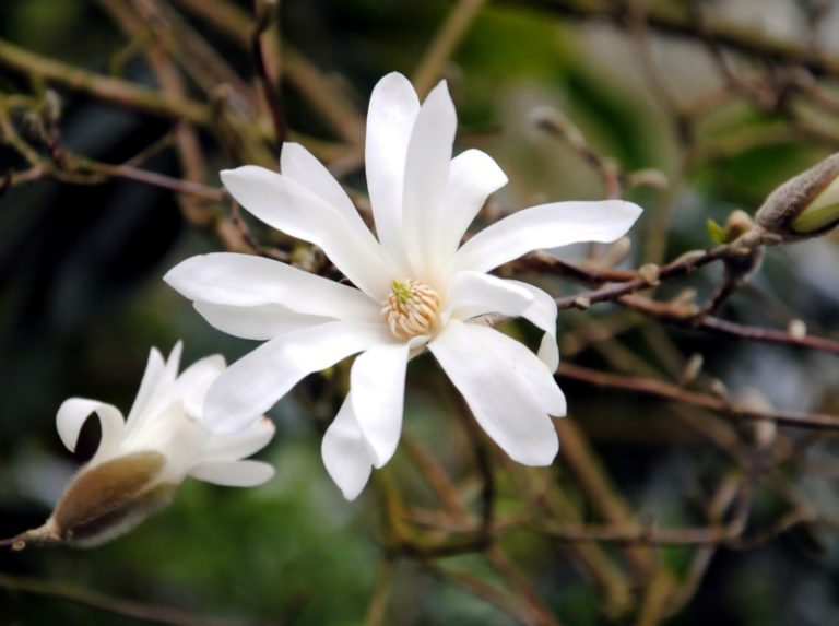 10 Different Types of Magnolias (Photos) - Garden Lovers Club
