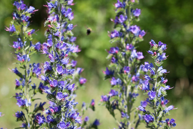 Growing Viper’s Bugloss Plant (Echium vulgare) - Garden Lovers Club