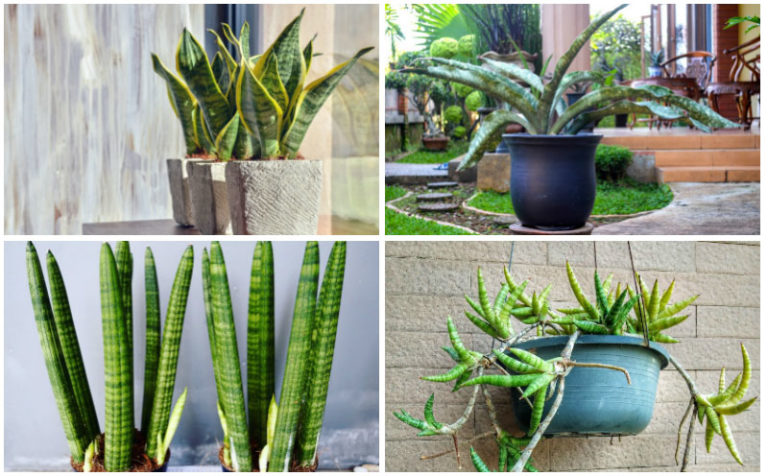 12 Different Types of Snake Plants - Garden Lovers Club