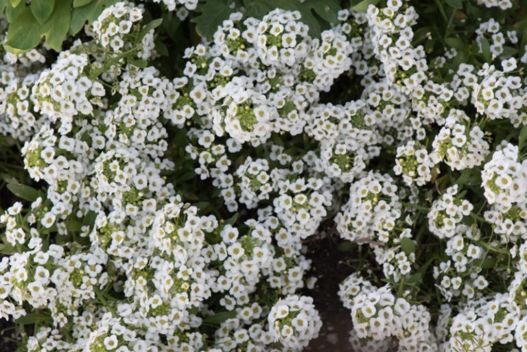 The Different Types of Alyssum (Photos) - Garden Lovers Club The Different Types of Alyssum (Photos) - Garden Lovers Club