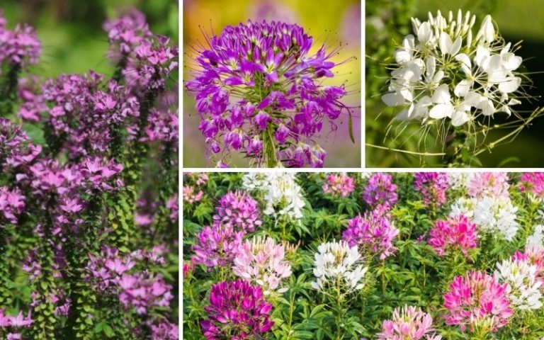 The Different Types of Cleome (Photos & Growing Tips) - Garden Lovers Club