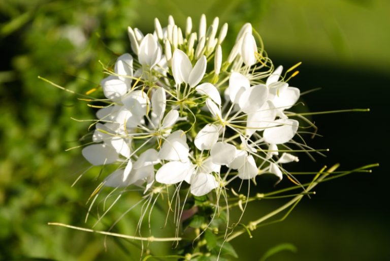 The Different Types of Cleome (Photos & Growing Tips) - Garden Lovers Club